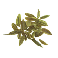 Fennel sprouts have a mild taste of sweet liquorice with a hint of salad