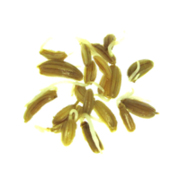 Fennel sprouts have a mild taste of sweet liquorice with a hint of salad