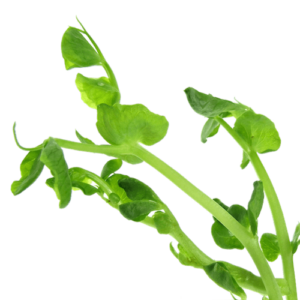 Pea shoots are easy to grow in organic soil indoors in just 14 days