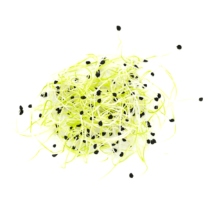 Garlic sprouts are delicious spicy, garlic tasting little plants for ...