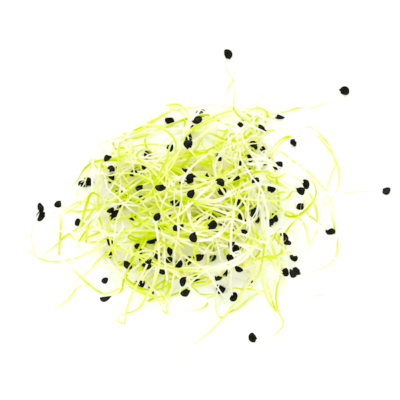 Garlic sprouts are delicious spicy, garlic tasting little plants for ...