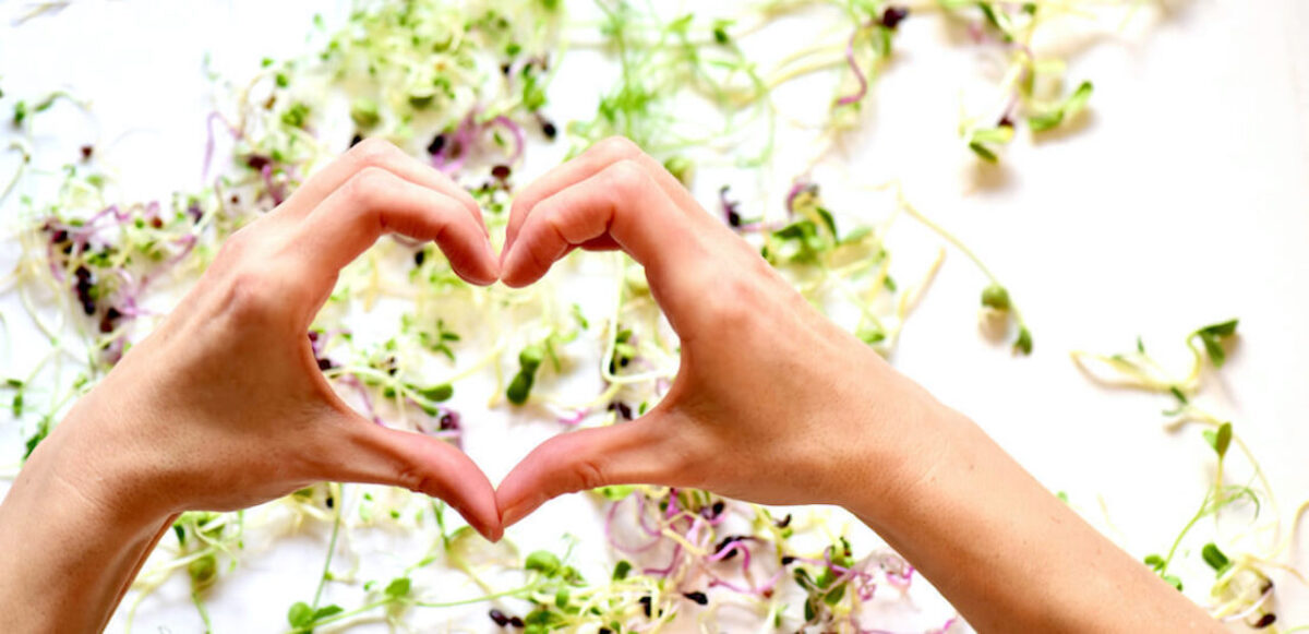 What seeds and beans can you sprout and grow to microgreens yourself?
