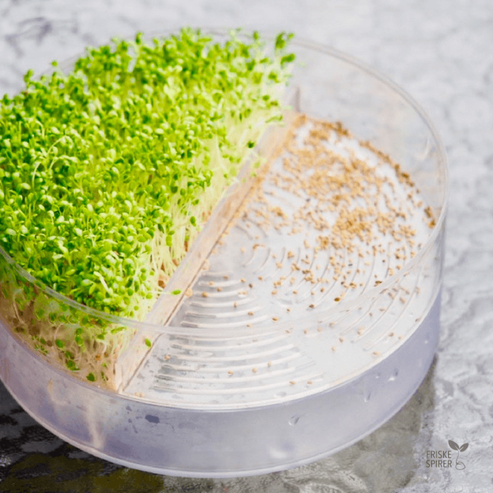 SproutPearl sprouter 1 tray is an elegant sprouter for your kitchen