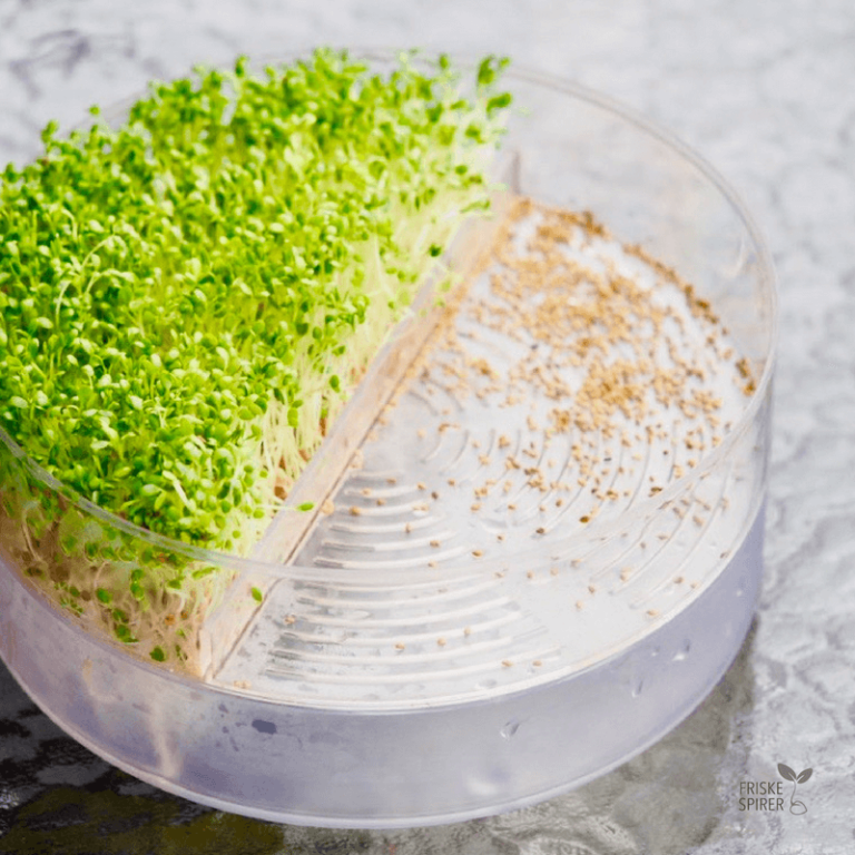 SproutPearl sprouter 1 tray is an elegant sprouter for your kitchen