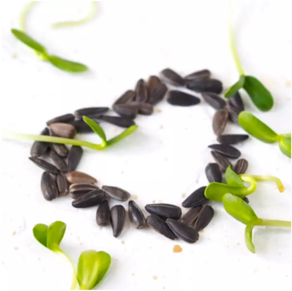 Green packaging is possible even for a small sprouting seed company