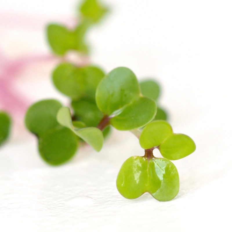 What is a sprout and how do you cultivate sprouts yourself?