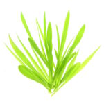 Sprout Chart show 24 varieties of seeds for Sprouts & Microgreens