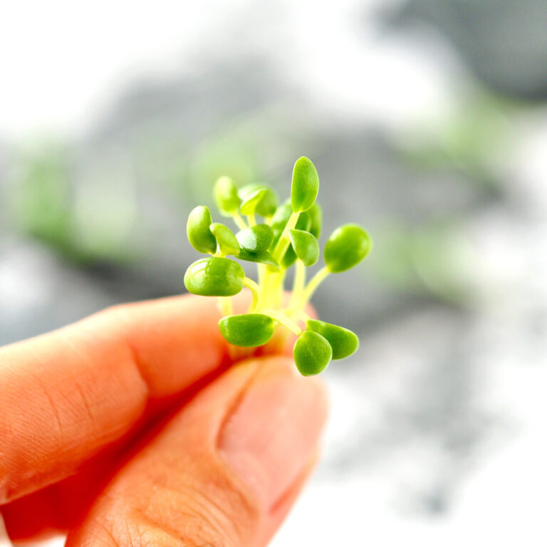 Organic Red Clover for sprouts or microgreens grown in your kitchen.