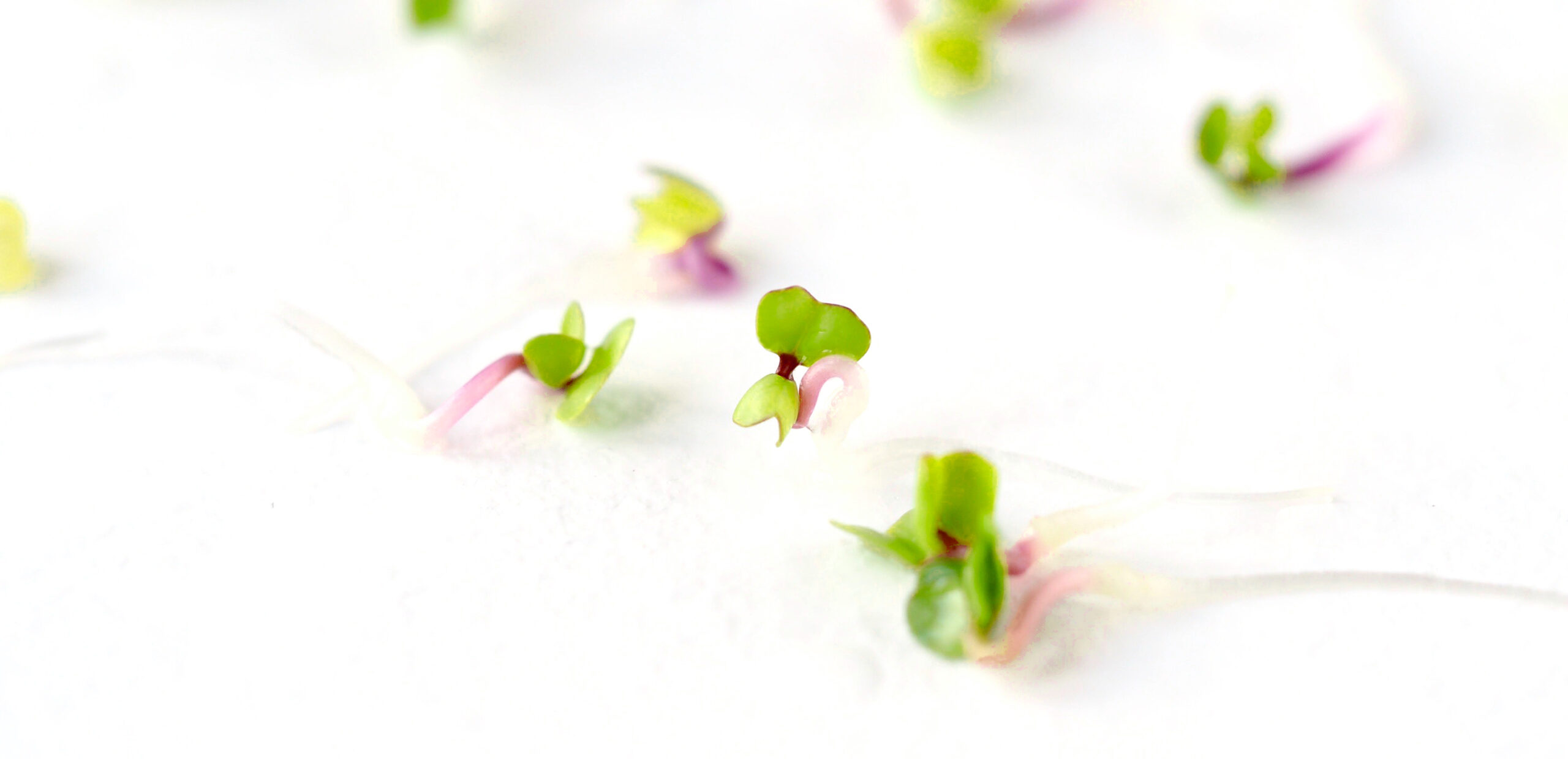 What is microgreens? Find the answer and learn how to easily grow them