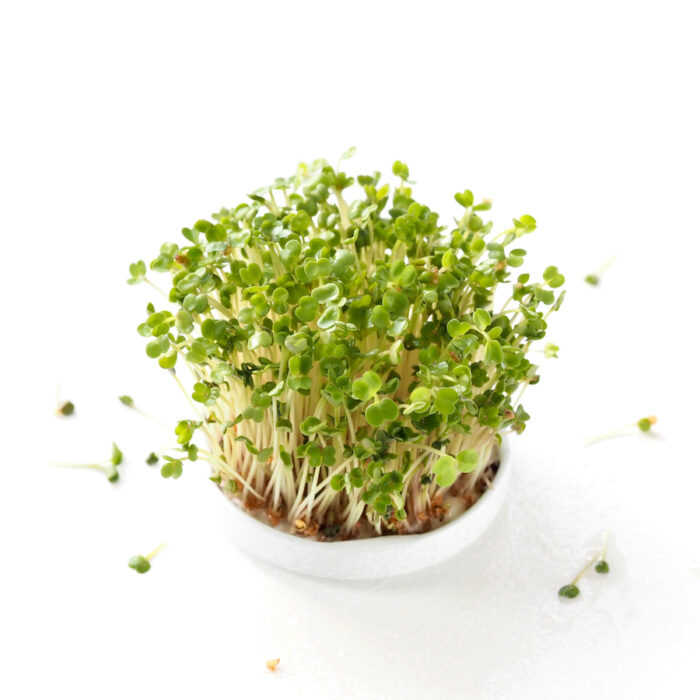 Organic Mizuna seeds certified for home-grown sprouts or microgreens.