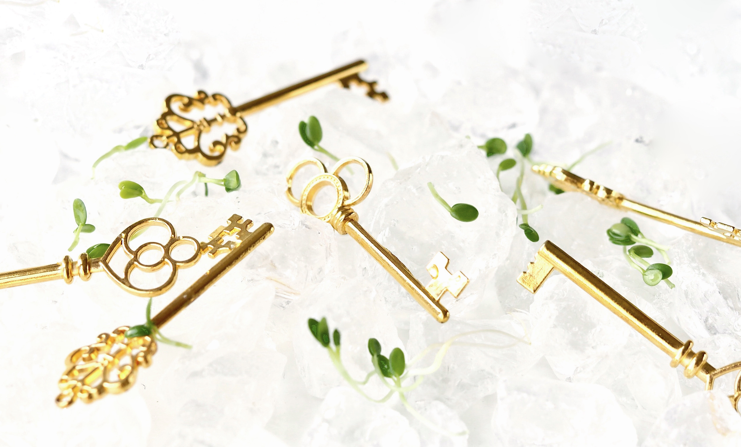 Sprout chart gives an overview of 24 varieties of sprouts and microgreens