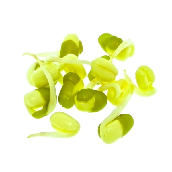 Mung bean sprouts are full of natural green protein, vitamins and minerals