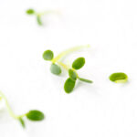 Organic Crimson Clover for sprouts or microgreens grown at home.