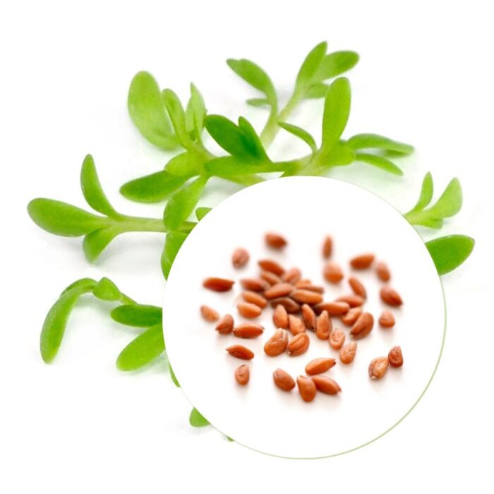 Organic Cress seeds for Sprouts or Microgreens grown in a kitchen