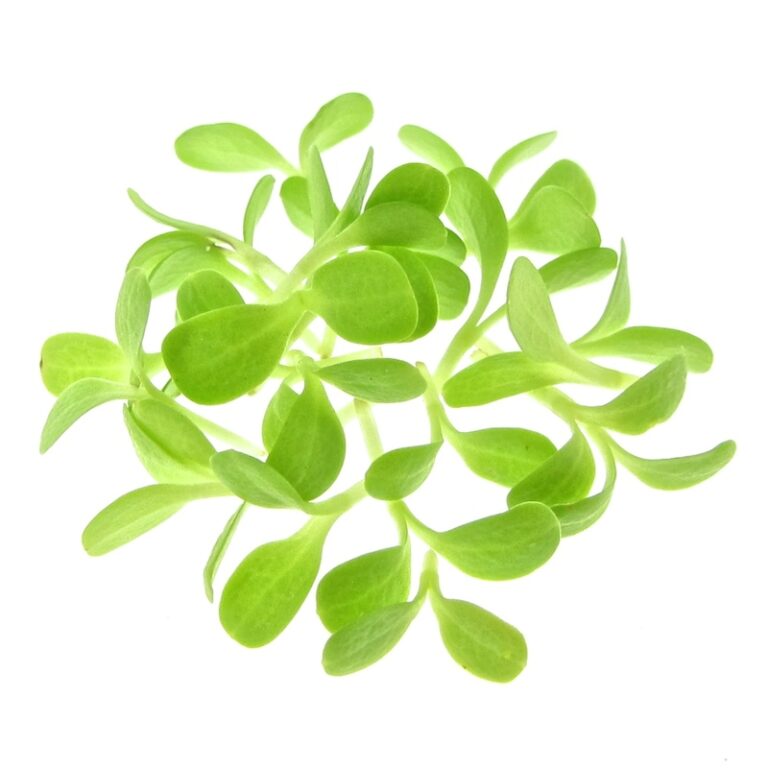 Sprout chart gives an overview of 24 varieties of sprouts and microgreens