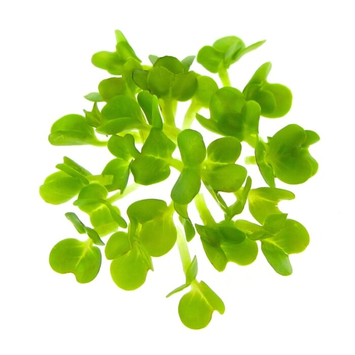 Sprout Chart show 24 varieties of seeds for Sprouts & Microgreens