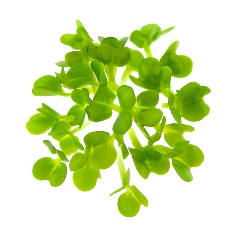 Sprout Chart show 24 varieties of seeds for Sprouts & Microgreens