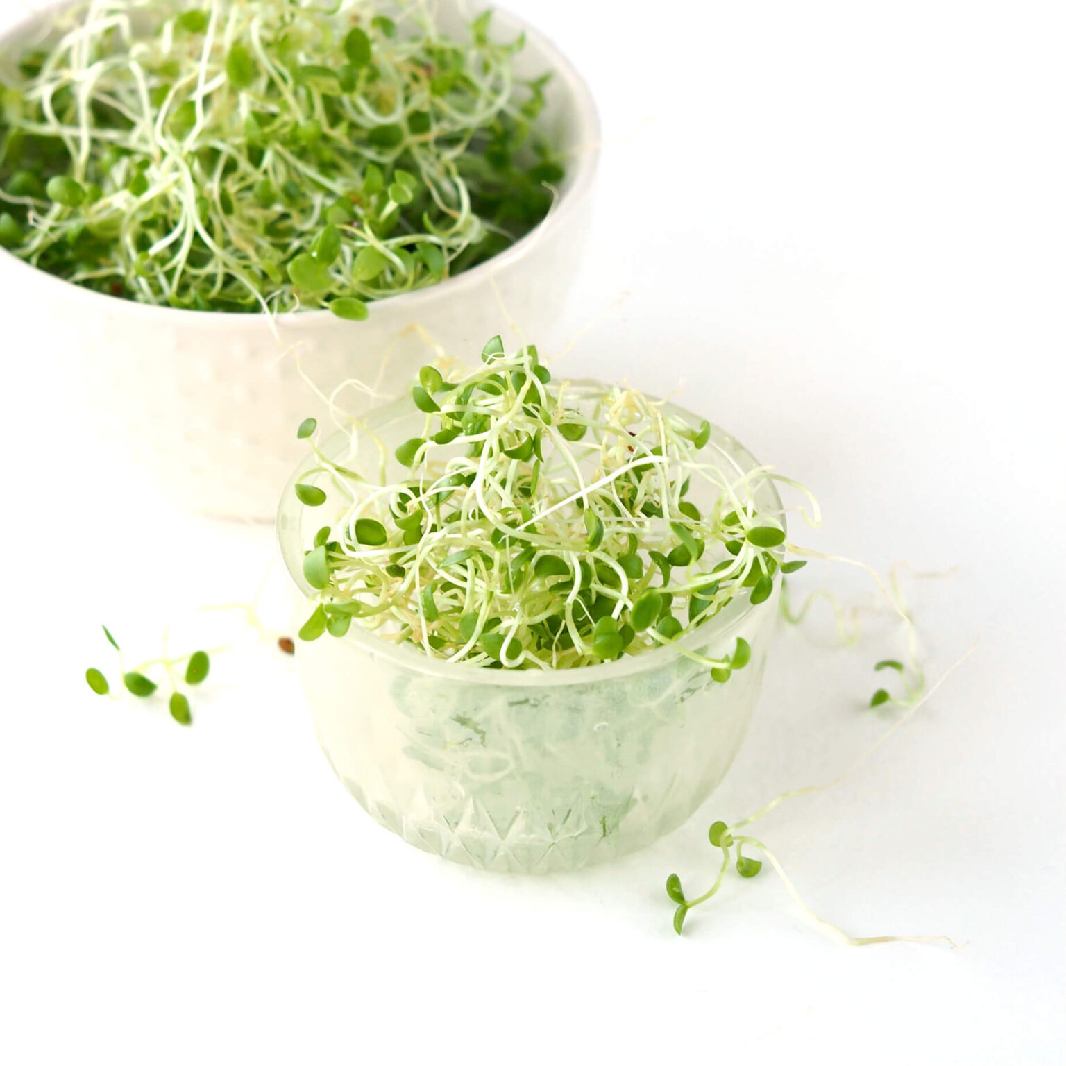 Organic Red Clover for sprouts or microgreens grown in your kitchen.