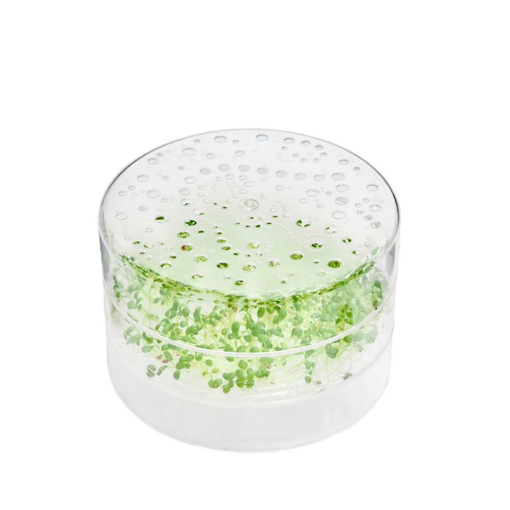 SproutPearl sprouter 1 tray is an elegant sprouter for your kitchen