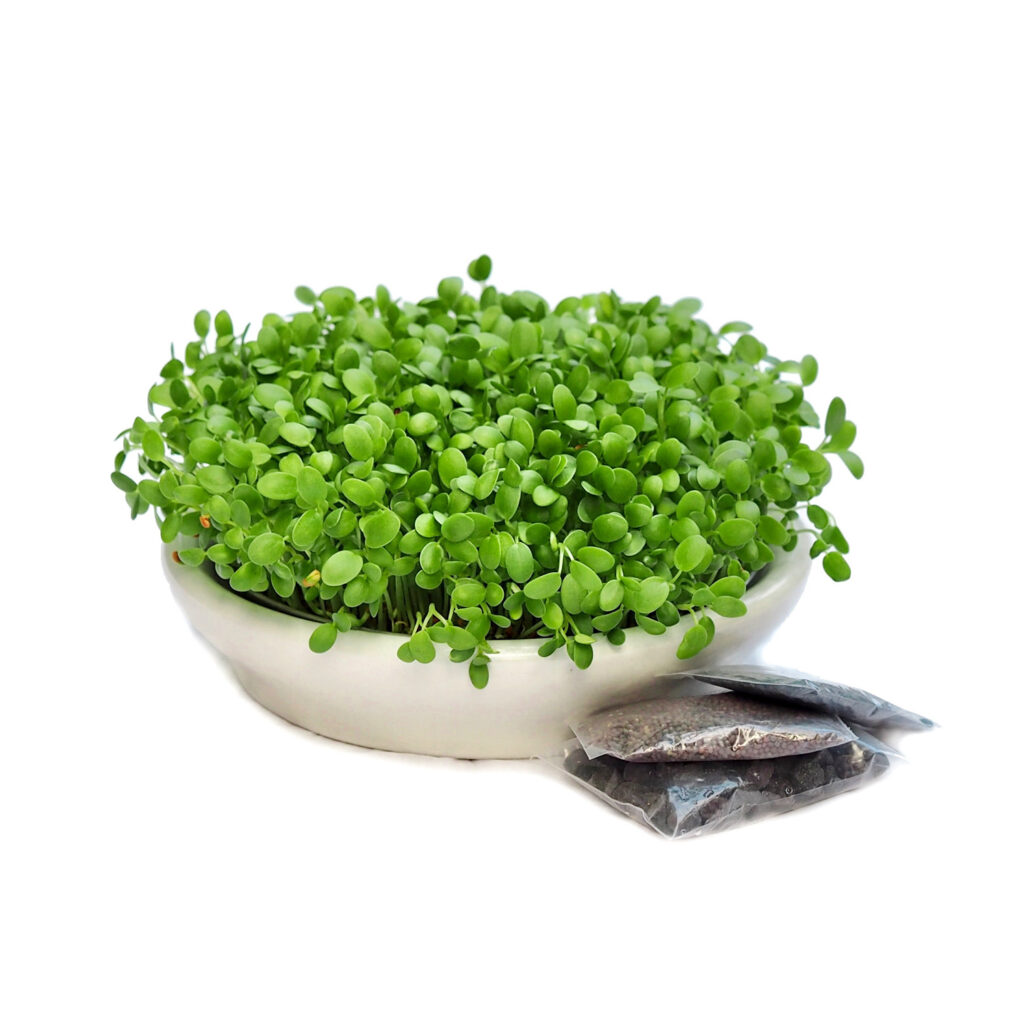 Ceramic Sprouter Tray Kit for gelling seeds as Cress, Mustard or Rucola