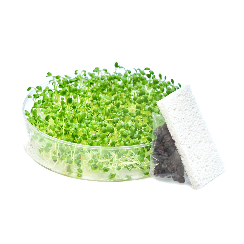 Start kits and grow kits to grow Sprouts and Microgreens in your kitchen.