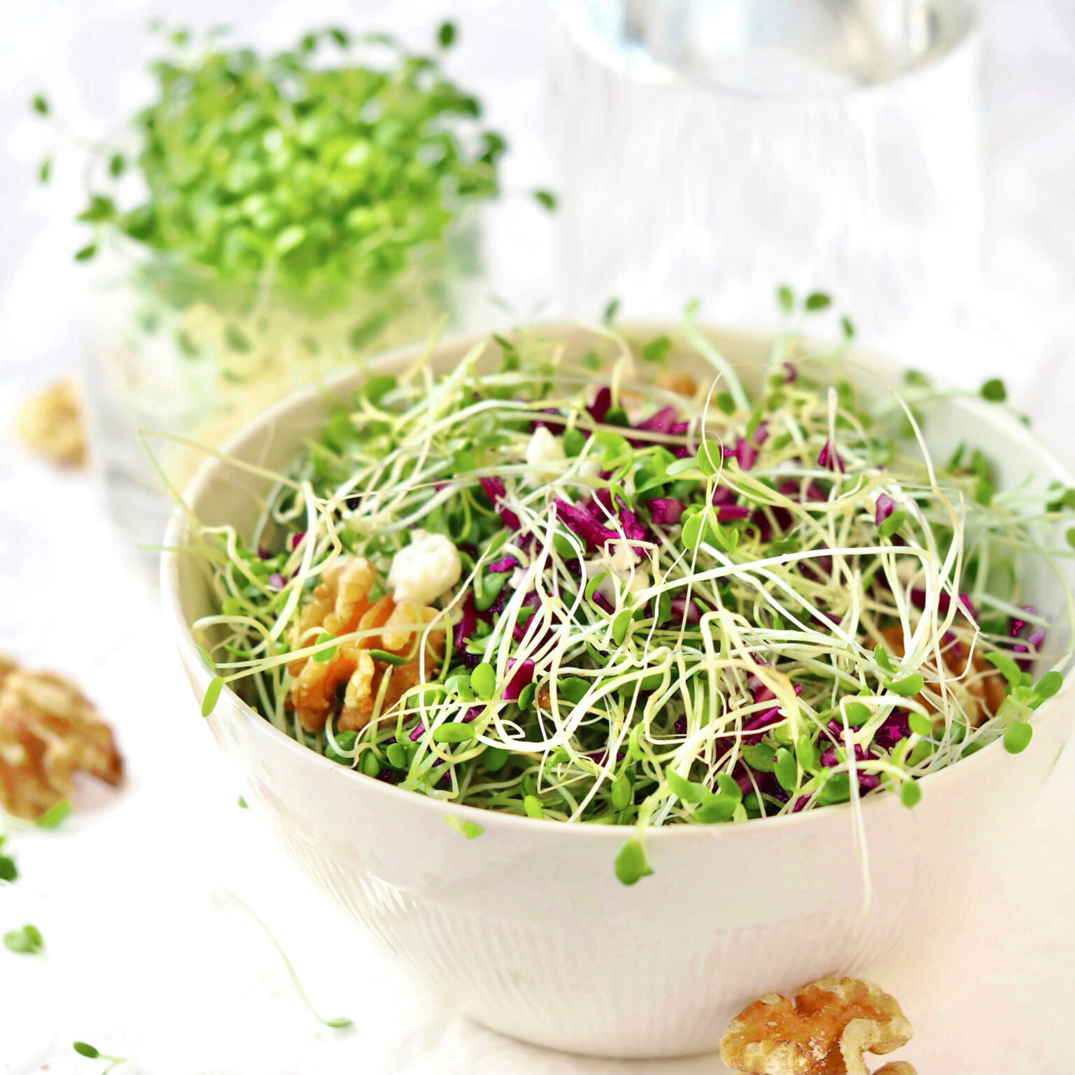 Clover sprout salad for vegans, green Keto and LCHF