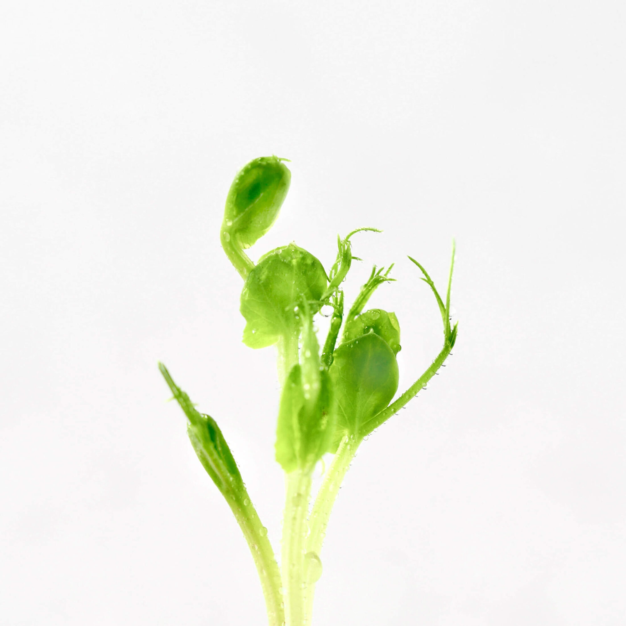 How to Grow Pea Shoots - The Ultimate Guide to Perfect Results