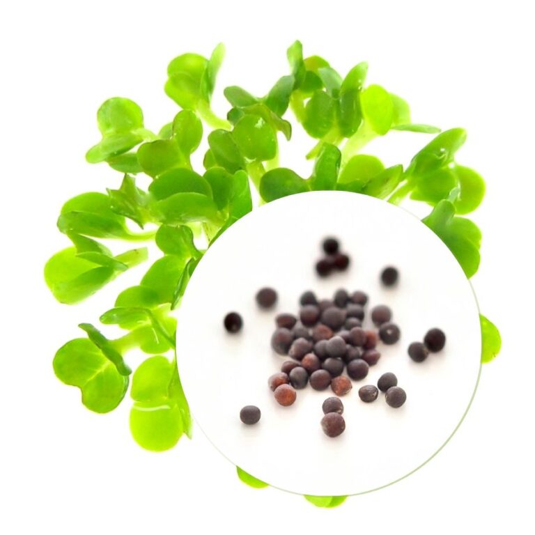Organic Rape for sprouts or microgreens grown in your kitchen