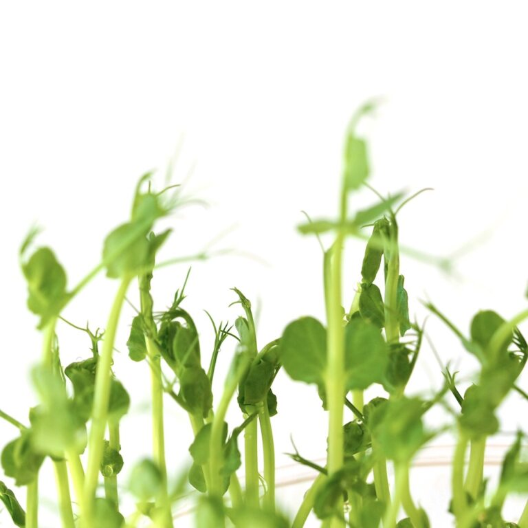 Microgreen Pea Shoot Kit with SproutPearl + Pea seeds + cleaning sponge