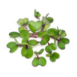 Sprout Chart show 24 varieties of seeds for Sprouts & Microgreens