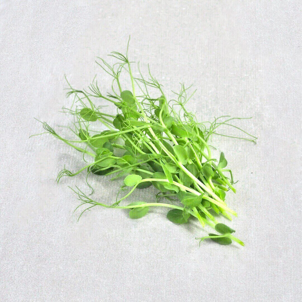 How to Grow Pea Shoots - The Ultimate Guide to Perfect Results