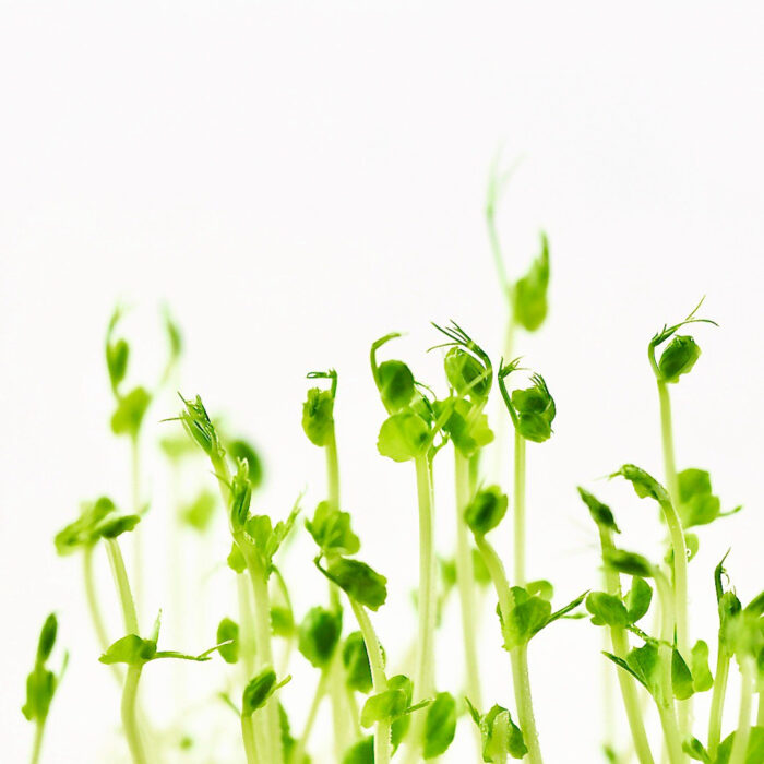 How to Grow Pea Shoots - The Ultimate Guide to Perfect Results