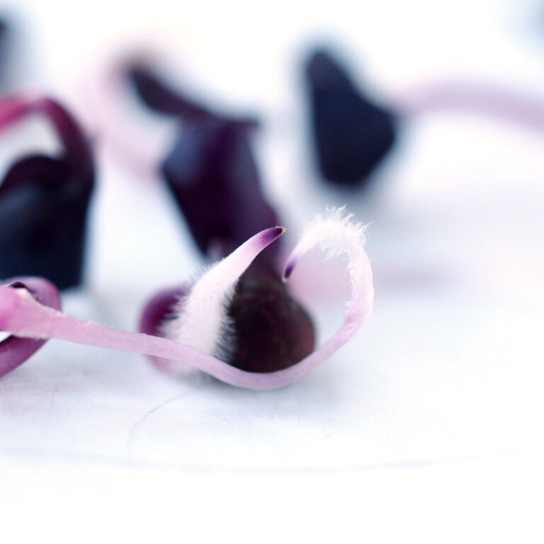 Mouldy Sprouts and hairy Roots on Microgreens are just tiny Roots