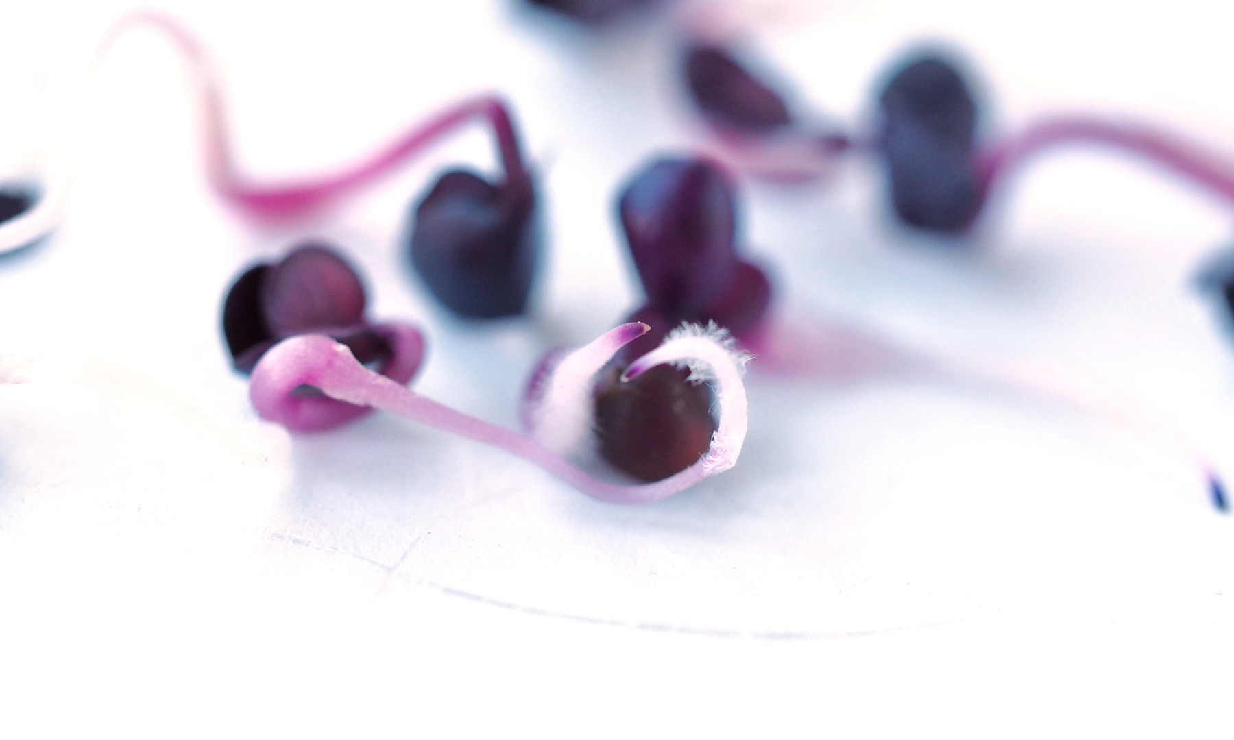 Mouldy Sprouts and hairy Roots on Microgreens are just tiny Roots