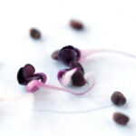 Mouldy Sprouts and hairy Roots on Microgreens are just tiny Roots