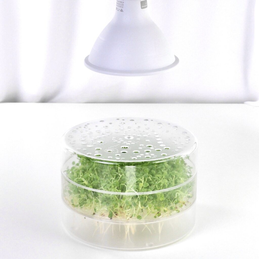 Grow your own sprouts in 2-6 days with easy tips, tricks and guides