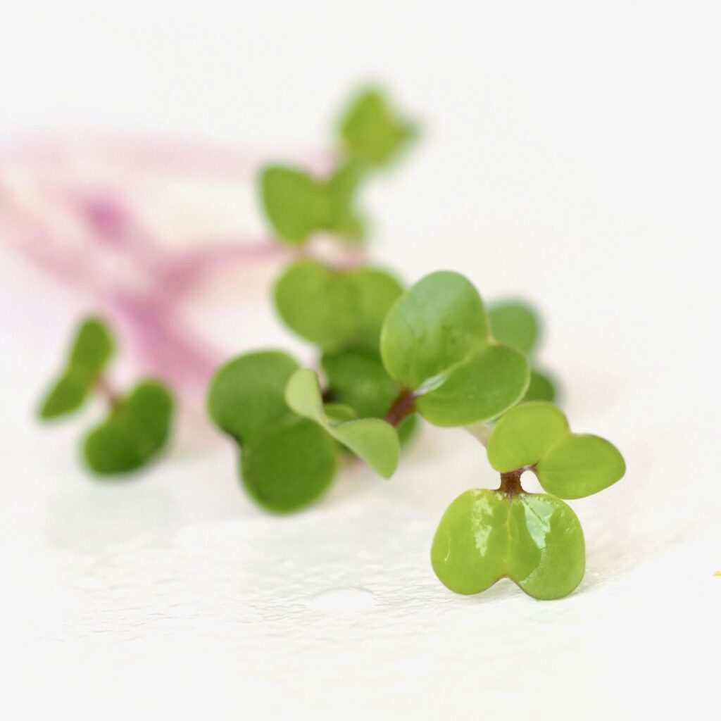 Pink Sprouts and Rose, Violet, Purple Microgreens are natural