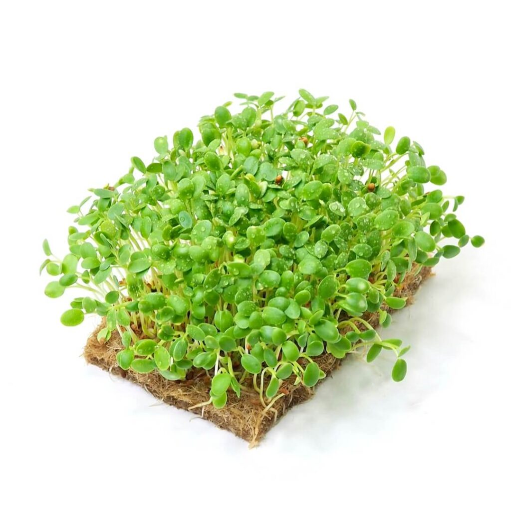 Hemp mats to grow fresh organic Microgreens and Sprouts