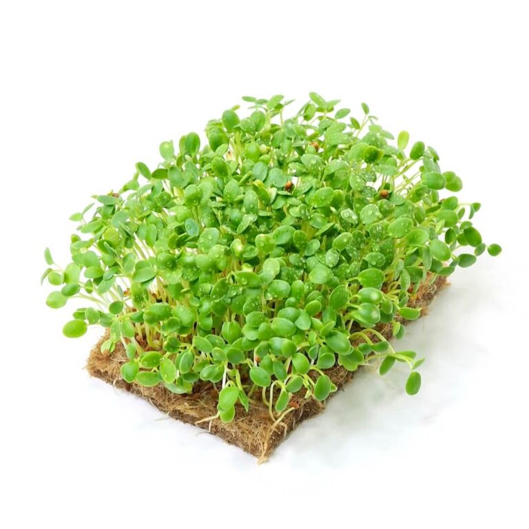 Hemp mats to grow fresh organic Microgreens and Sprouts