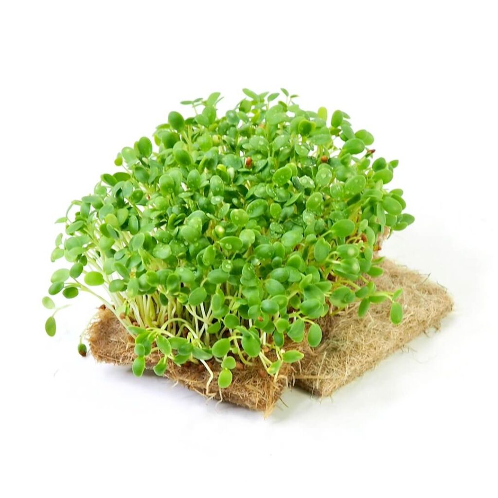 Hemp mats to grow fresh organic Microgreens and Sprouts