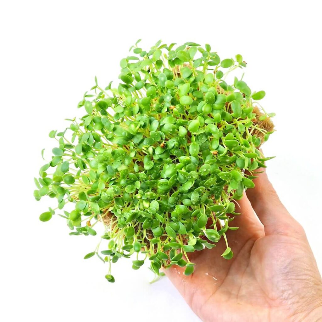 Hemp mats to grow fresh organic Microgreens and Sprouts